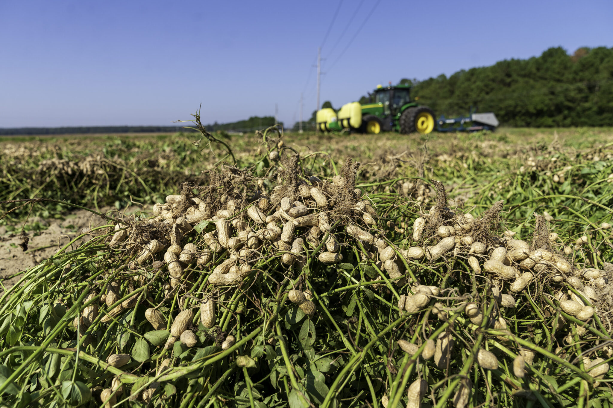 The Powerful Story of the Peanut - PowerSource